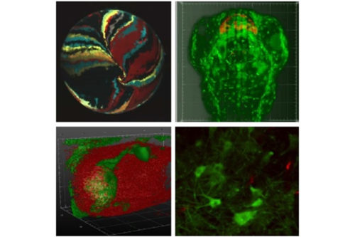 Lightsheet Microscopy Workshop – Australian Microscopy and ...