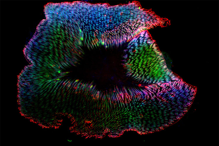 2019 LMA Image Competition – Australian Microscopy and Microanalysis ...