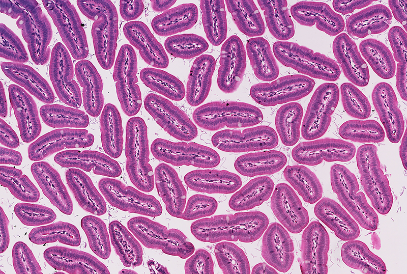 LMA 2020 Image Competition Winners – Life Science Category – Australian ...