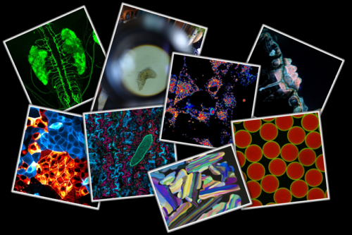 LMA 2020 Image Competition Winners – Australian Microscopy and ...