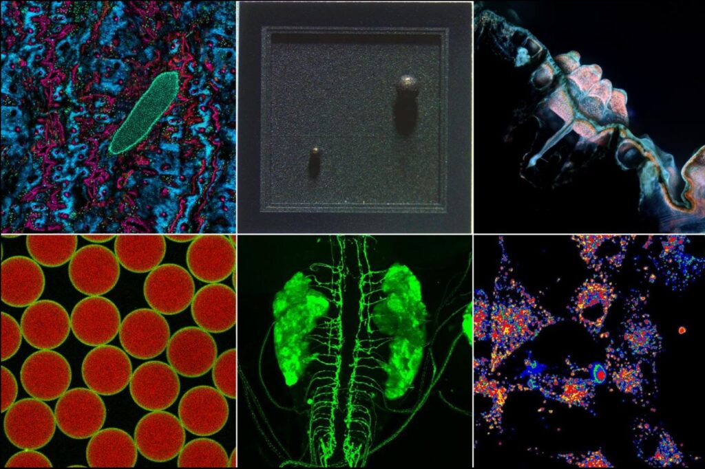 2021 LMA and VIA Image Competition – Australian Microscopy and ...