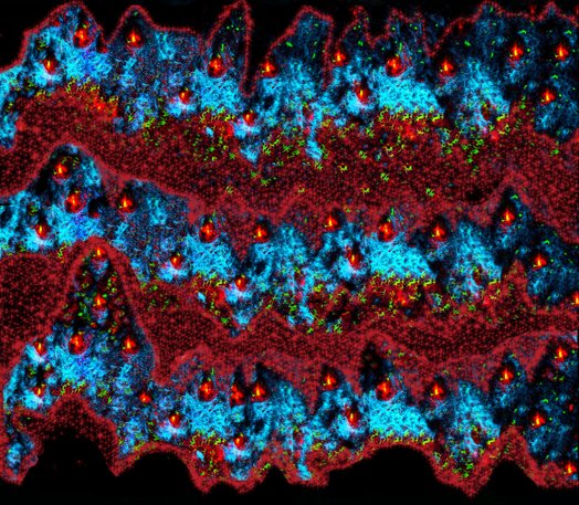 LMA and VIA 2022 Image Competition Winners – In Vivo Category – Australian Microscopy and ...