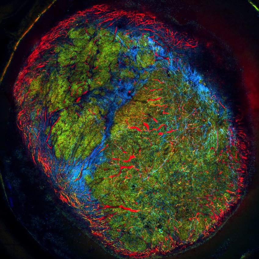 LMA and VIA 2022 Image Competition Winners – In Vivo Category ...