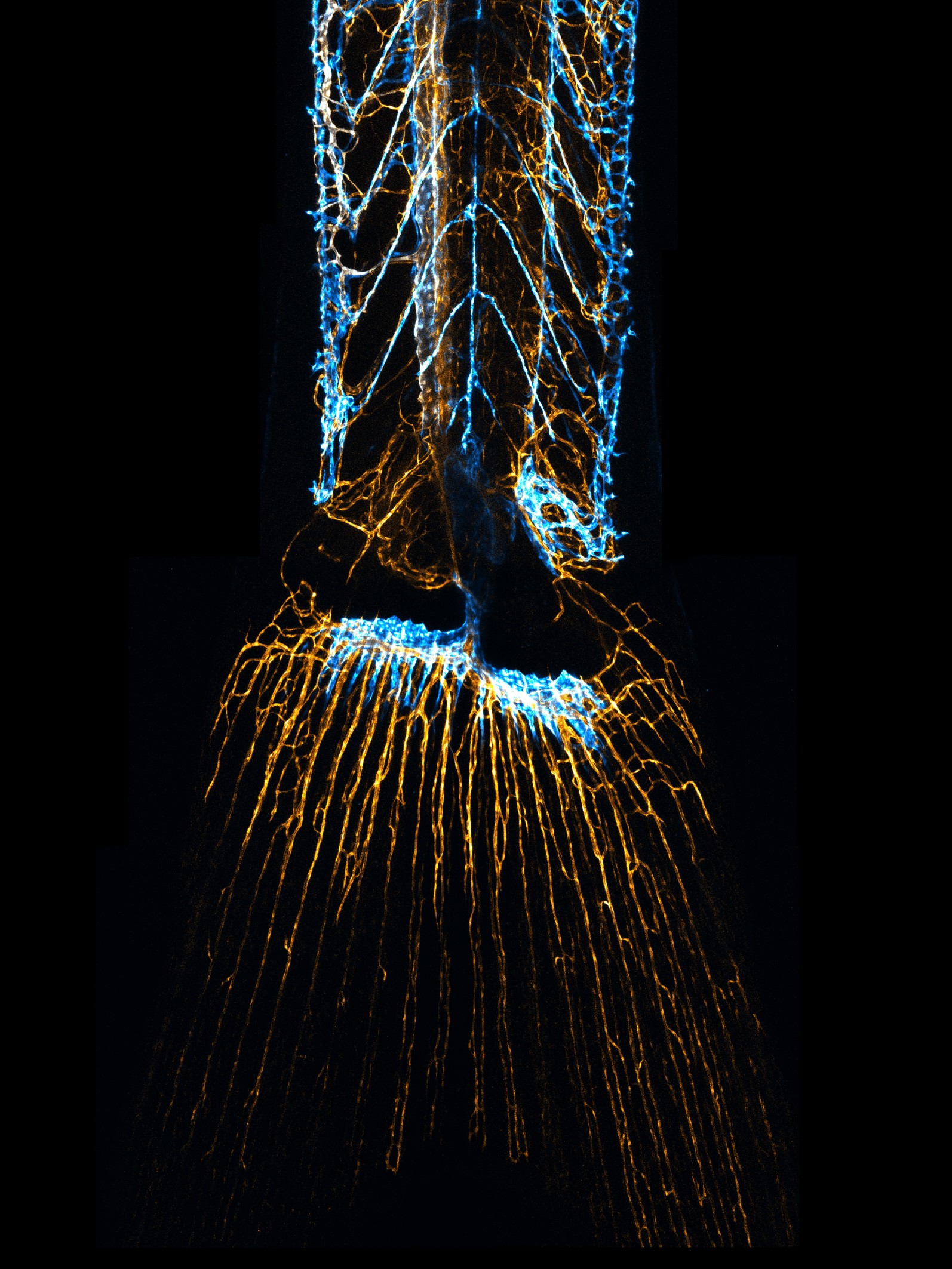 LMA and VIA 2023 Image Competition Winners – In Vivo Category – Australian Microscopy and ...